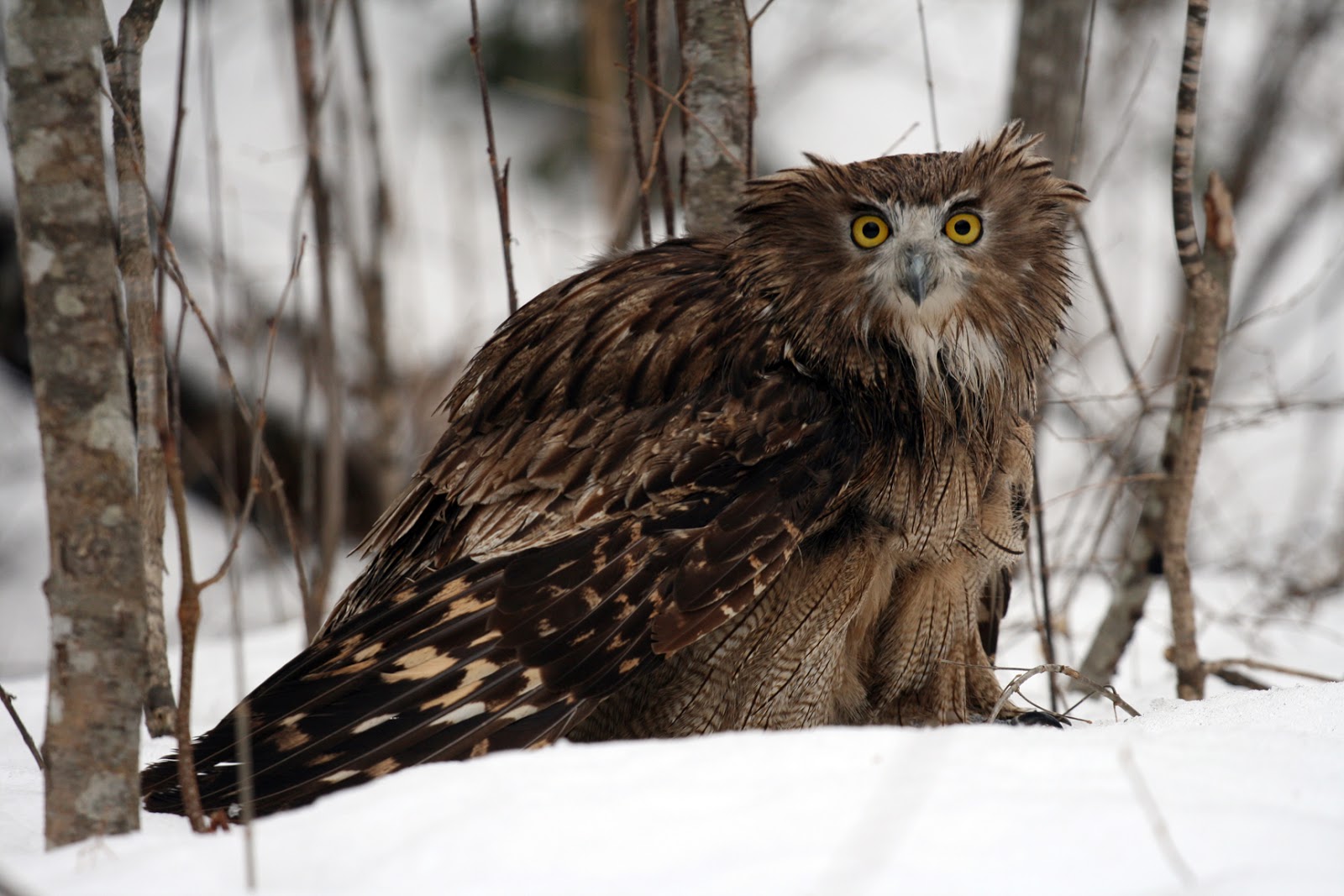 Huge Owls Need Huge Trees The Archaeology News Network huge-owls-need-huge-trees-the-archaeology-news-network