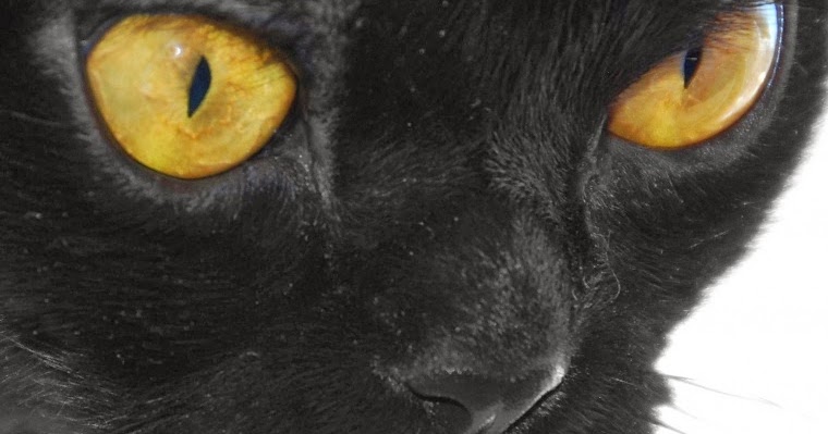 Investigaciones Terrorificamente Macabras España: El Gato negro: La ... Investigaciones Terrorificamente Macabras España: El Gato negro: La ...