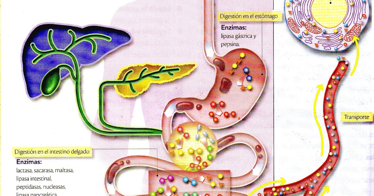 Fisiología Médica De Javier Fajardo: Absorción de nutrientes.