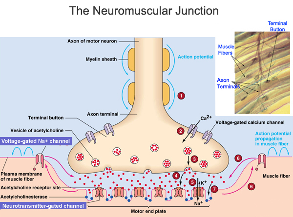 Media Pembelajaran Biologi: Neuromuscular Junction (NMJ)