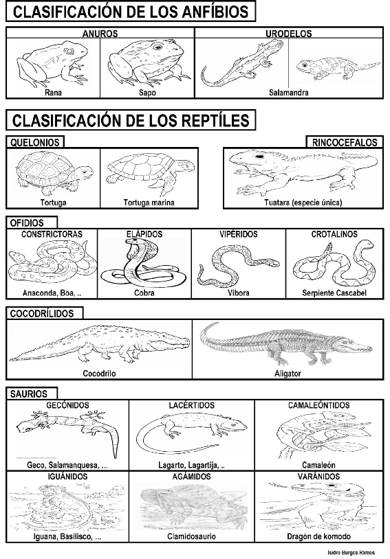 Clasificacion de los animales para colorear - Imagui Clasificacion de los animales para colorear - Imagui