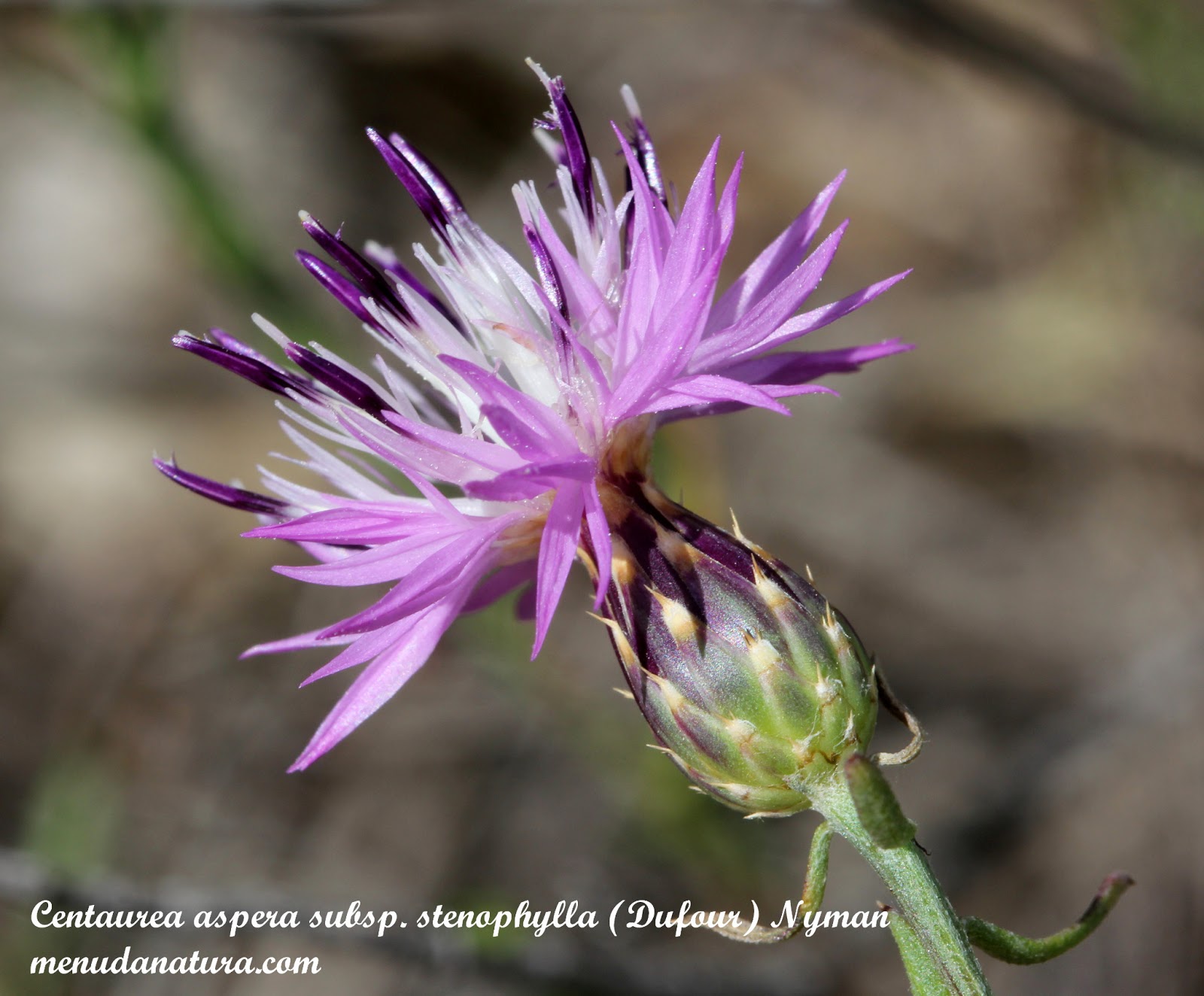 Menuda Natura: Centaurea aspera subsp. stenophylla (Dufour) Nyman