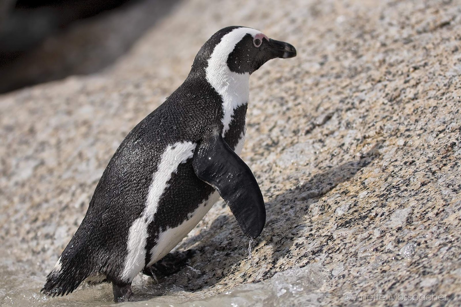 African Penguin Life Of Sea african-penguin-life-of-sea