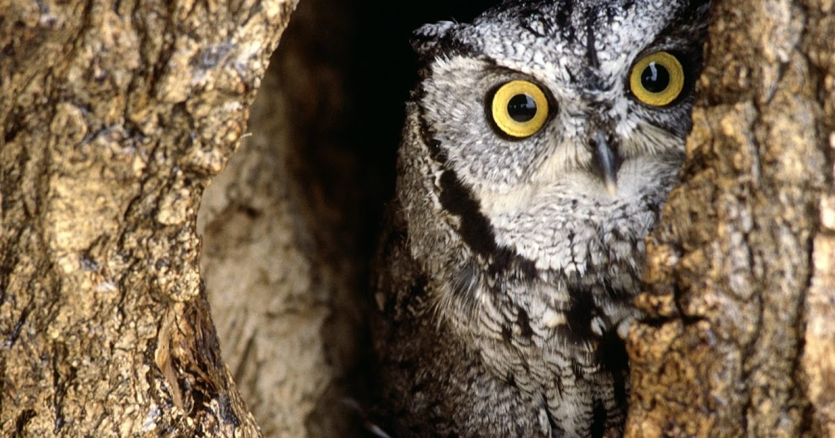 Animal Photography: Owl in her home