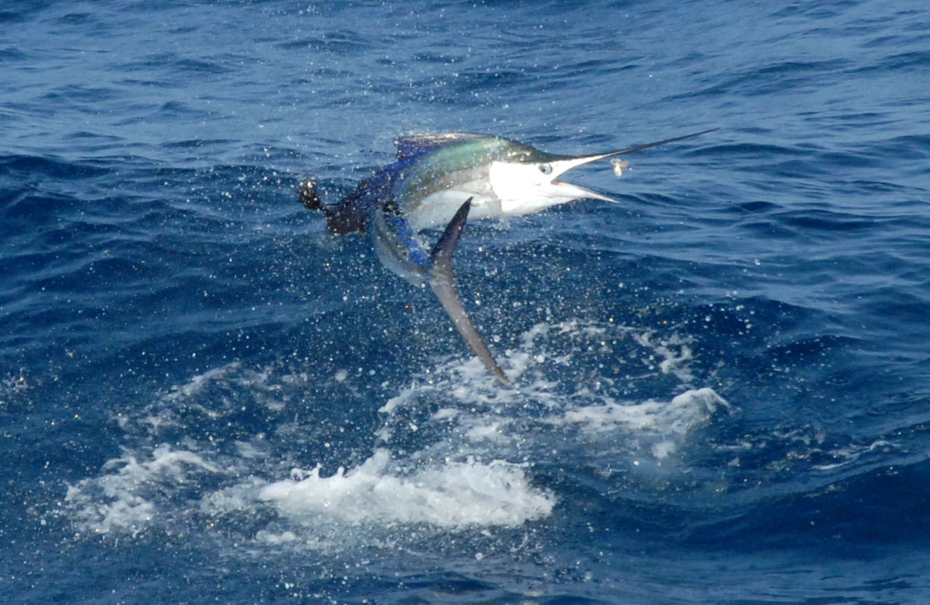 Sailfish Fishes World HD Images Free Photos sailfish-fishes-world-hd-images-free-photos