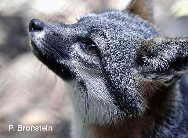 Friends of the Island Fox: About Island Fox