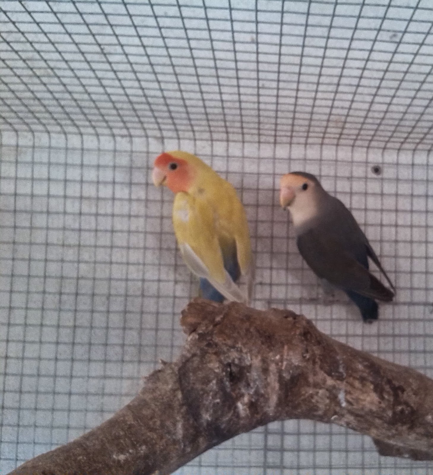 Quintas Castro: Agapornis Roseicollis