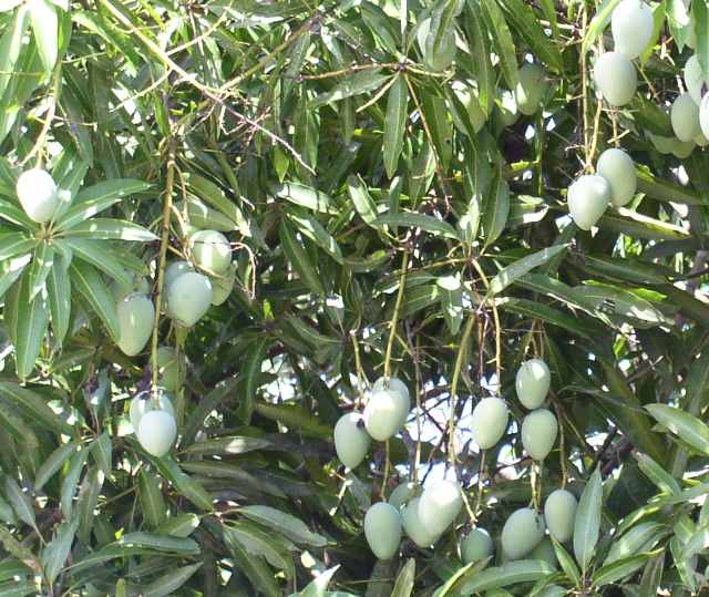 Herbario Virtual El Mango herbario-virtual-el-mango