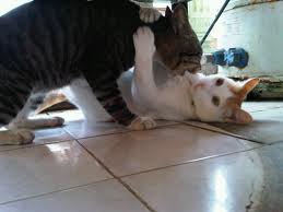 Bokep, Oh... Bokep..