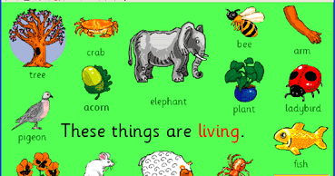 kidsmag: living things