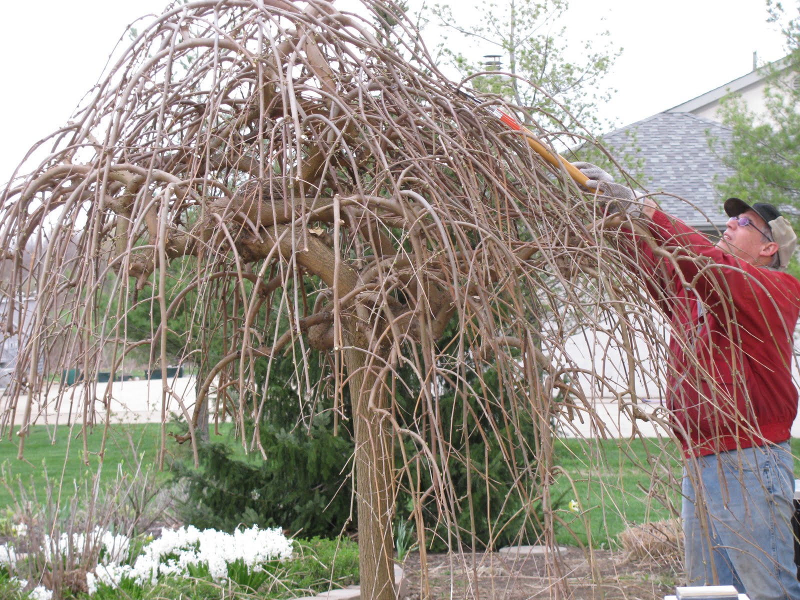 Weeping Mulberry Tree Pruning