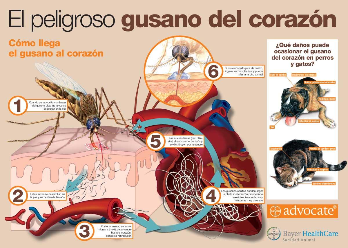 El peligroso gusano del corazón - Taringa! El peligroso gusano del corazón - Taringa!