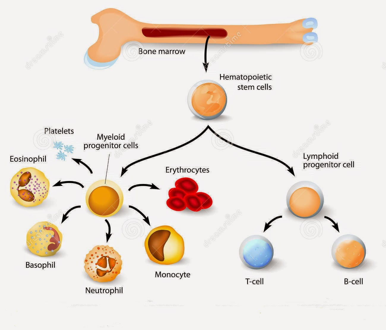 abc anatomía: Funciones del esqueleto humano (II)