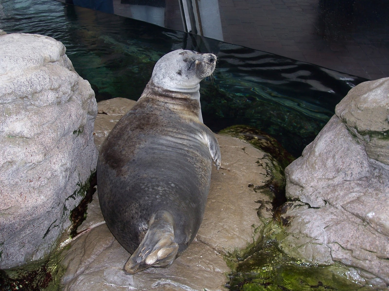 Marine Mammal Trainers marine-mammal-trainers