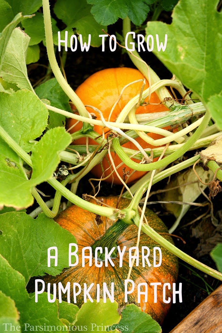 The Parsimonious Princess How To Grow A Backyard Pumpkin Patch the-parsimonious-princess-how-to-grow-a-backyard-pumpkin-patch
