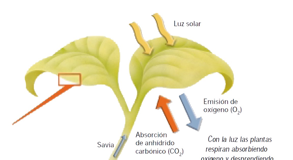 La Enseñanza de la Cs Fisico Naturales: ¿CÓMO SE ALIMENTAN LAS PLANTAS?