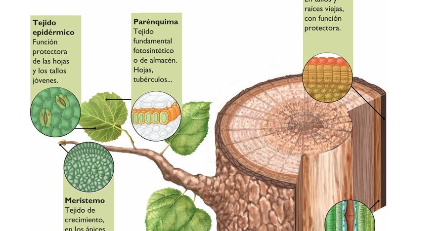 blog educativo: Los tejidos vegetales