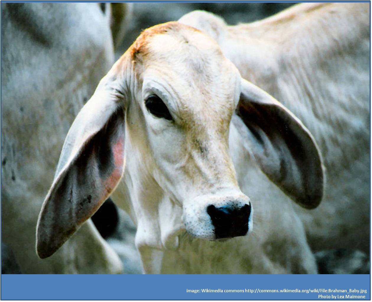 How To Fix The Fiscal Cliff Let Go Of The Sacred Cows The Taylor how-to-fix-the-fiscal-cliff-let-go-of-the-sacred-cows-the-taylor