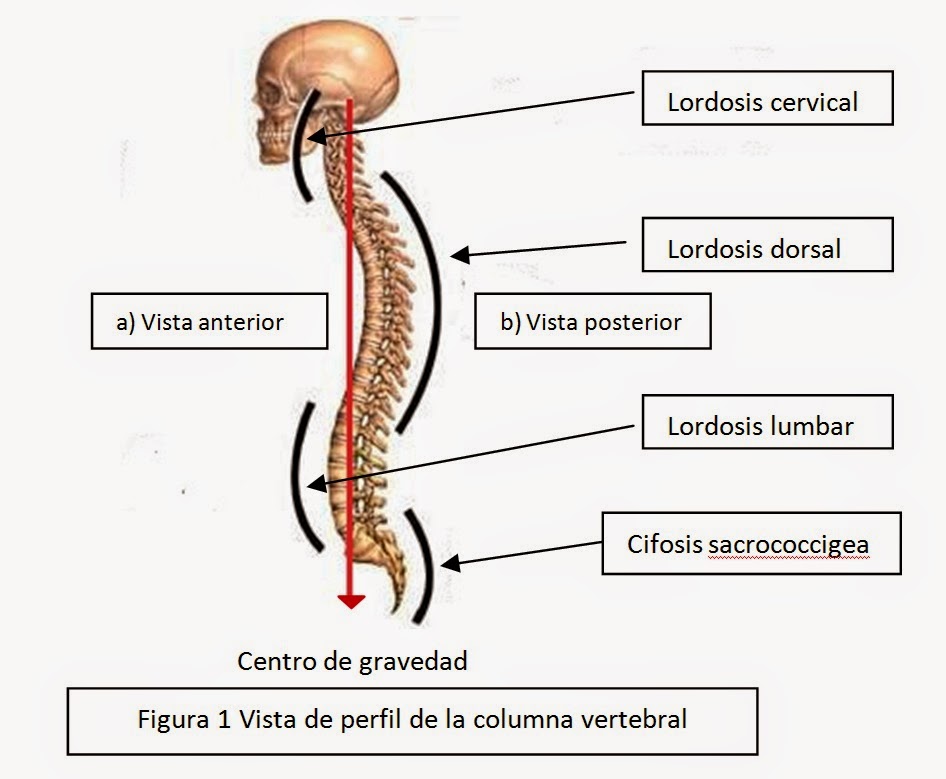 Anatomia De La Columna Vertebral Anestesiologia Pdmre - vrogue.co Anatomia De La Columna Vertebral Anestesiologia Pdmre - vrogue.co