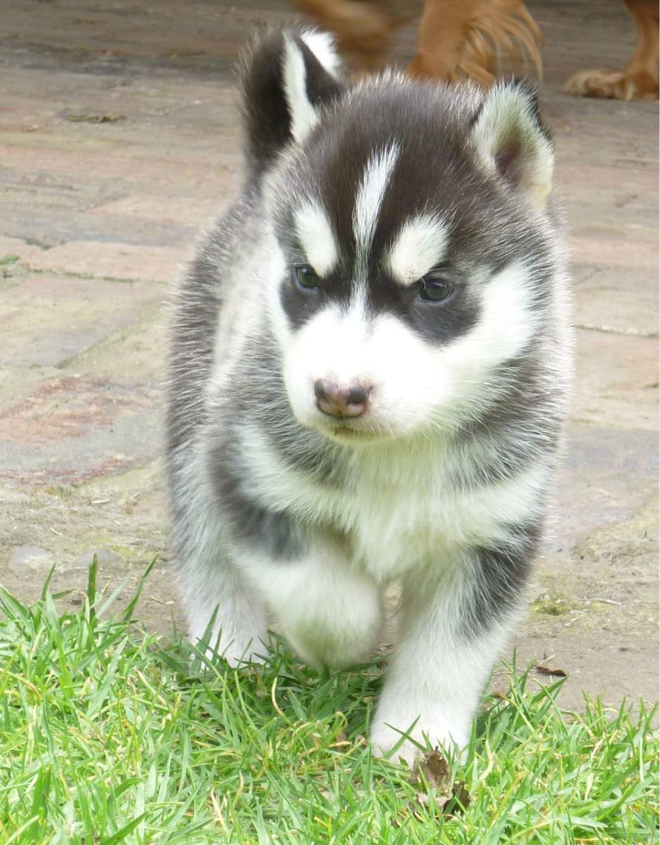 Perros lobos siberianos pequeños - Imagui