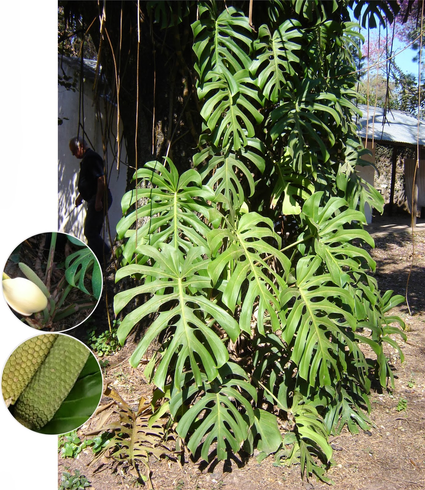 v e r d e c h a c o: Ornamentales en nuestros jardines 2 v e r d e c h a c o: Ornamentales en nuestros jardines 2