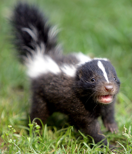 Skunks Cute Animal-Wildlife | The Wildlife