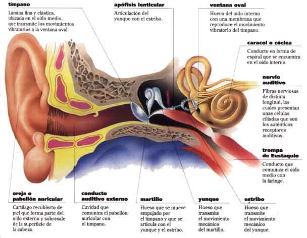 El Oído: "Receptor de la audición": "Anatomía del oído"