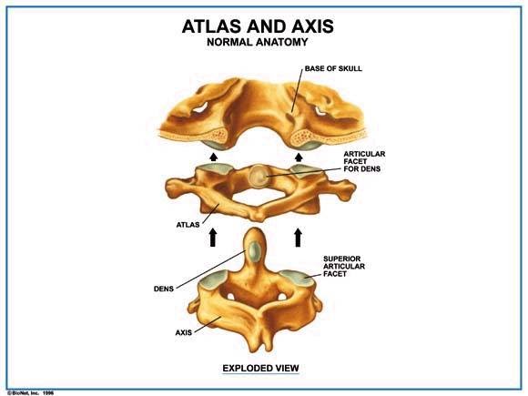 Exercise Anatomy for Students: C1-C2 joint