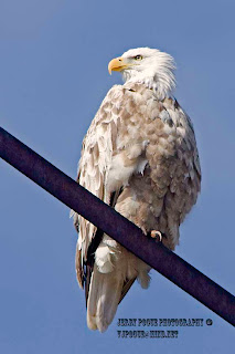 Jerry Pogue Photography Wingspread: Rare Leucistic Bald Eagle