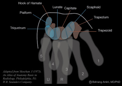 Roentgen Ray Reader: The Carpal Tunnel View