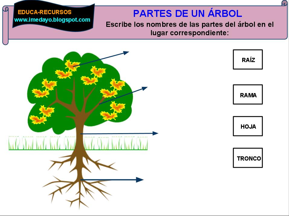 Partes del árbol - Imagui