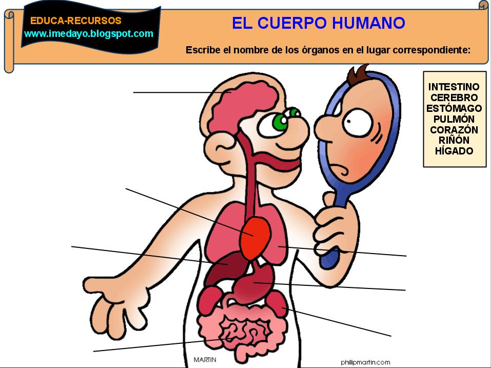 Dibujos de los organos del cuerpo humano - Imagui