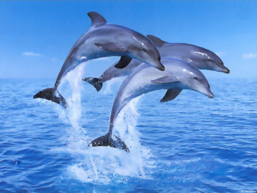Delfines png - Imagui