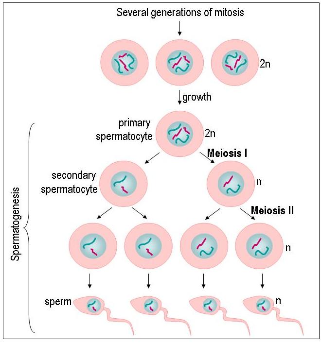 TEORI REPRODUKSI SEL | Berita Biologi TEORI REPRODUKSI SEL | Berita Biologi