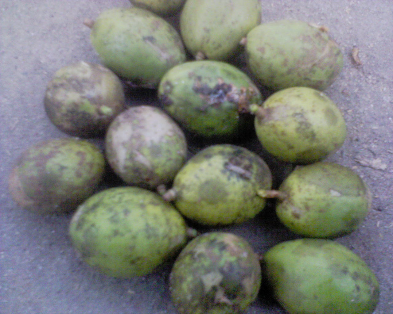 BUAH - BUAHAN SUKANEGERI: Buah Kedondong ( kadungdung) Sukanegeri BUAH - BUAHAN SUKANEGERI: Buah Kedondong ( kadungdung) Sukanegeri