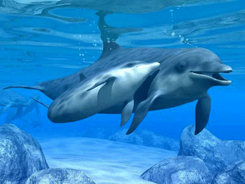 Gif de delfines con movimiento - Imagui