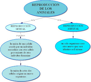 ¿Como se reproducen los animales?