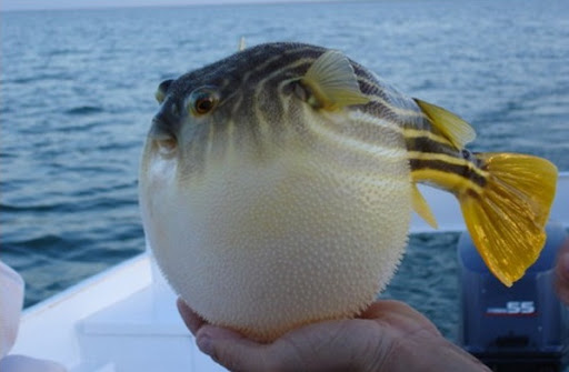 Minna no Nihongo: Peix glóbus