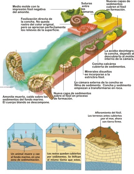 HUELLA: ¿CÓMO SE FORMAN LOS FOSILES?