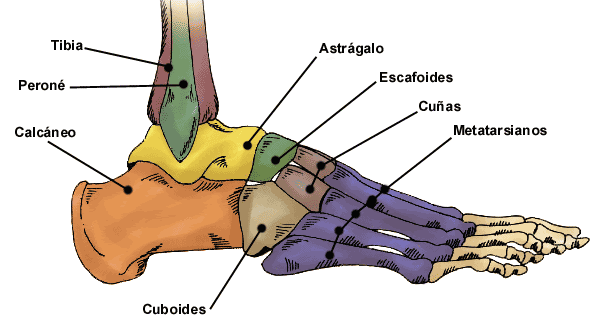 Anatomia humana (correlacion anatomica)