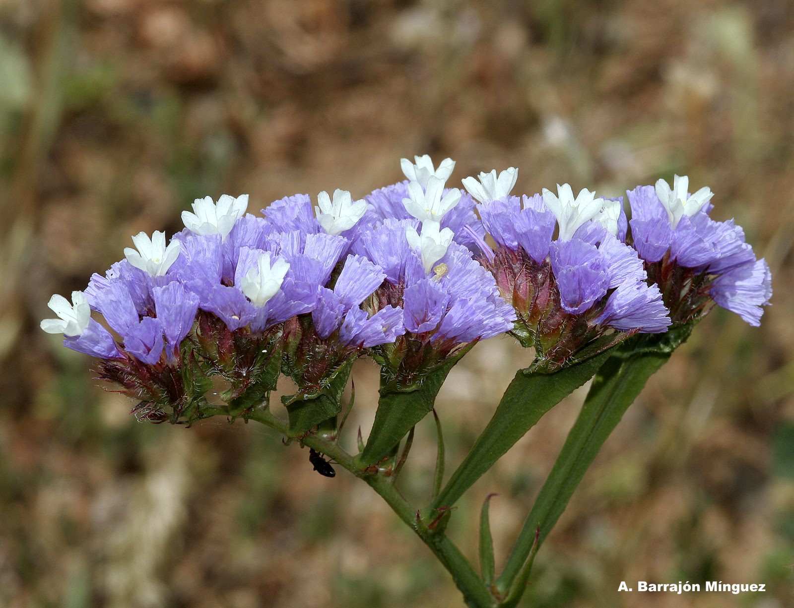 Naturaleza Viva: Limonium sinuatum (L.) Fam: Plumbaginaceae