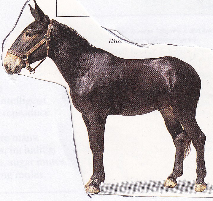 Kuda Sex Dengan Wanita ##TOP##