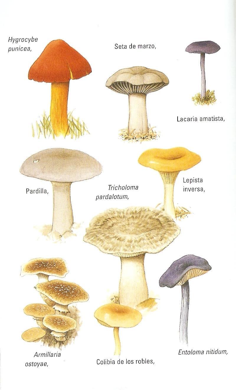 Curso de Hongos Comestibles: Biología de los Hongos