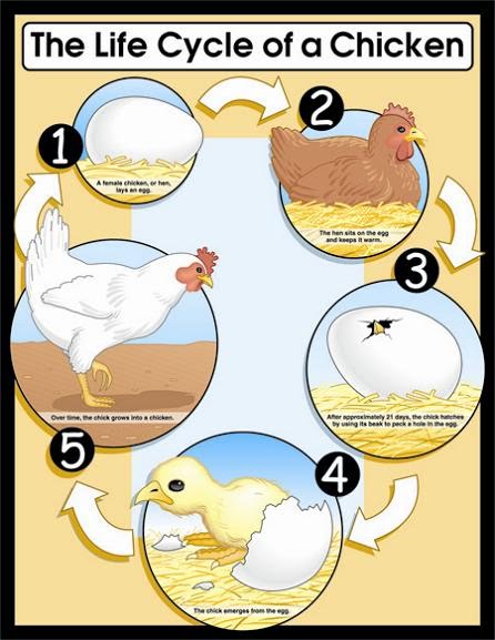 THE LIFE CYCLE OF A CHICKEN | learningenglish-esl