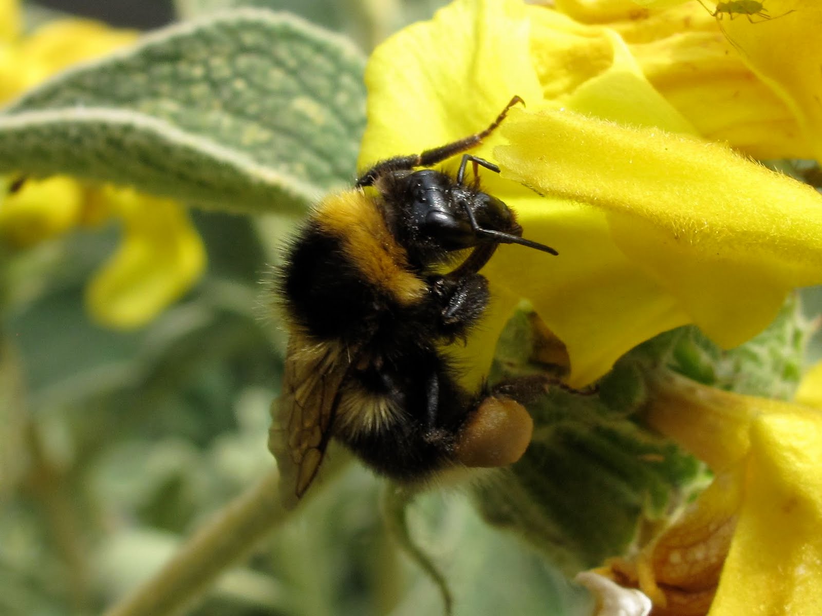 BugBlog Why Are Common Bumblebees Common bugblog-why-are-common-bumblebees-common