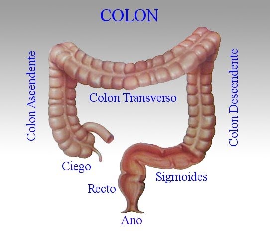 Fisiología Clínica. T.L.C: INTESTINO GRUESO Fisiología Clínica. T.L.C: INTESTINO GRUESO