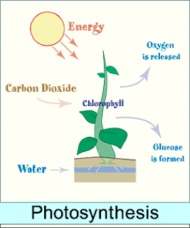 Haley's AP Bio Log: Photosynthesis: Using Light to Make Food