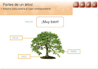 Blog de la clase de 1º B: partes de un árbol