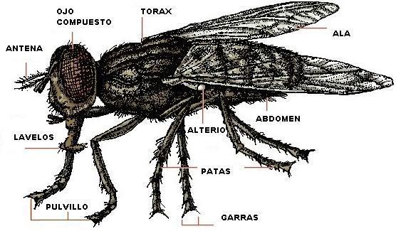 la reproduccion de todos: diciembre 2010