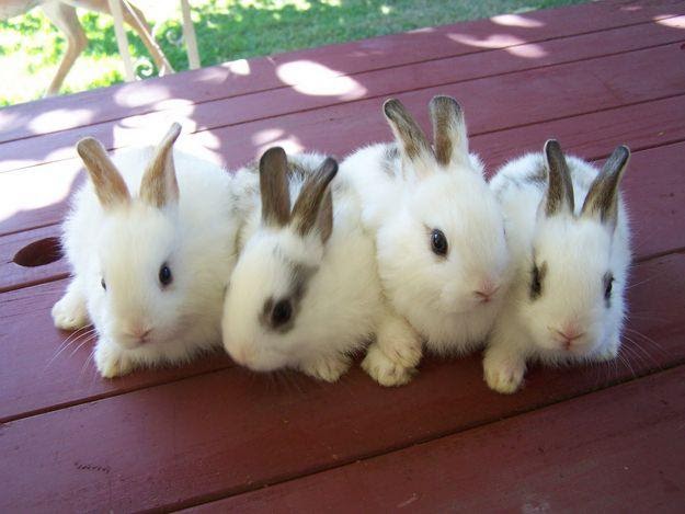 My Rabbit: Baby Rabbit Care Tips - What to Look Out For and How to Care ...